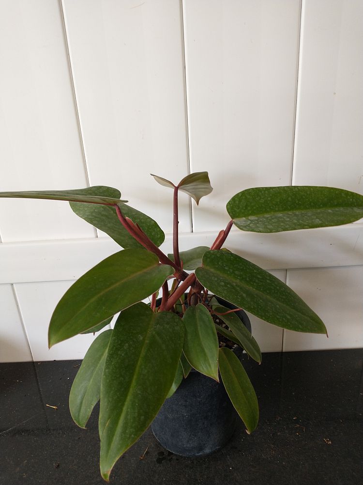 Philodendron ‘Emerald Red’ | PlantVine