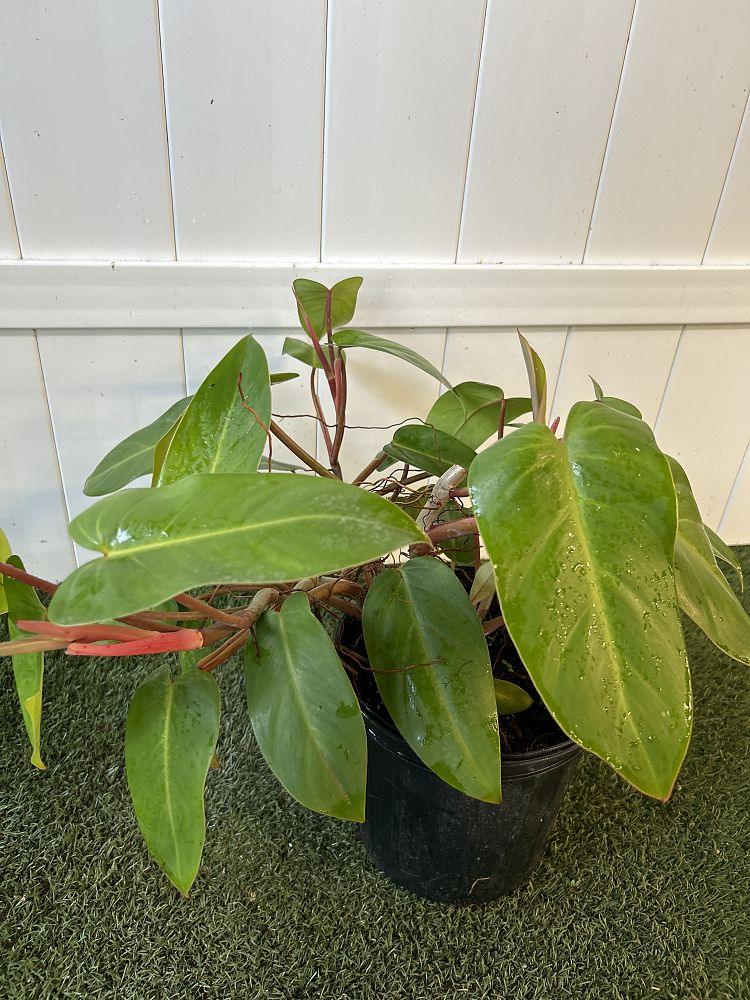 Philodendron ‘Emerald Red’ | PlantVine