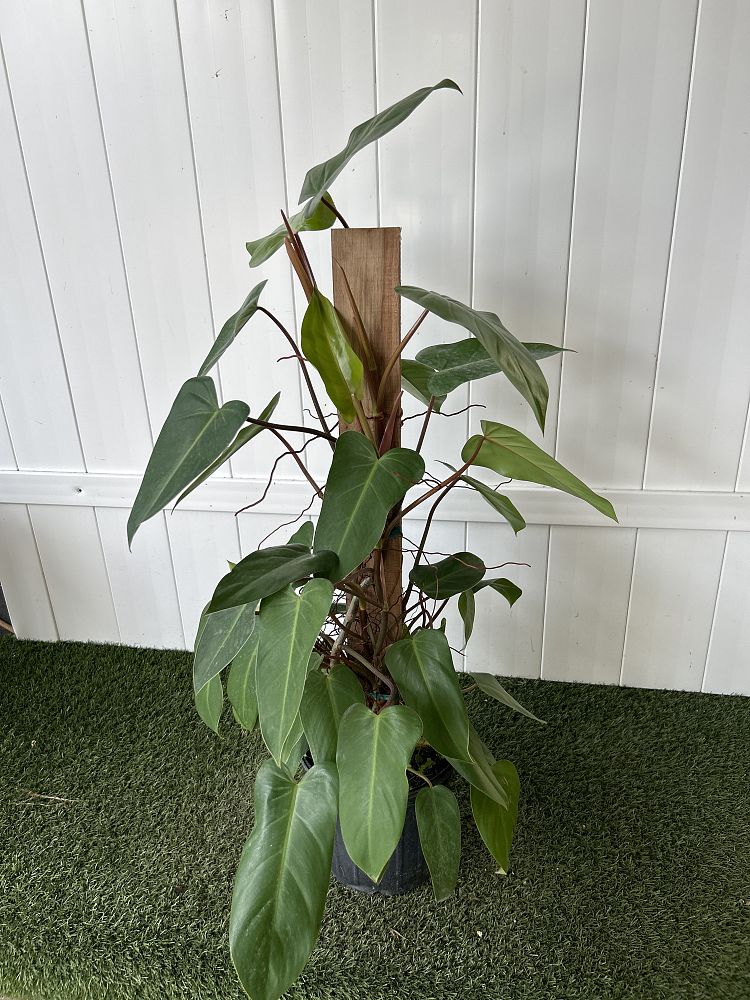 Philodendron ‘Emerald Red’ | PlantVine