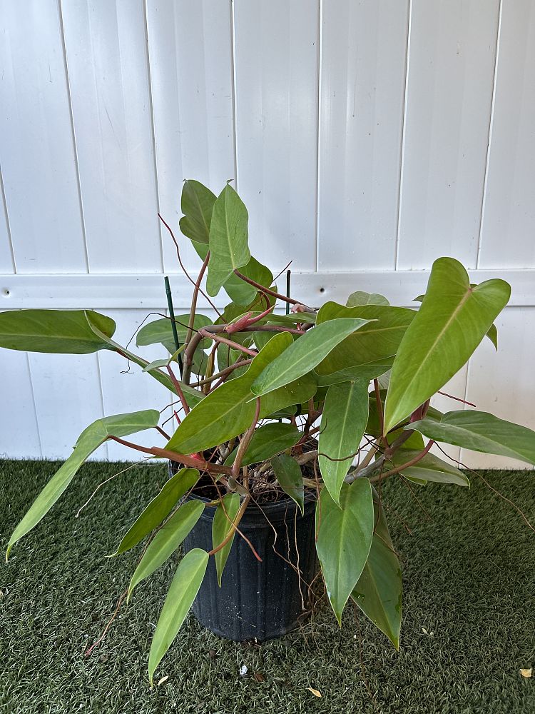 Philodendron ‘Emerald Red’ | PlantVine