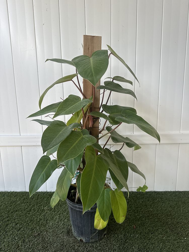 Philodendron ‘Emerald Red’ | PlantVine