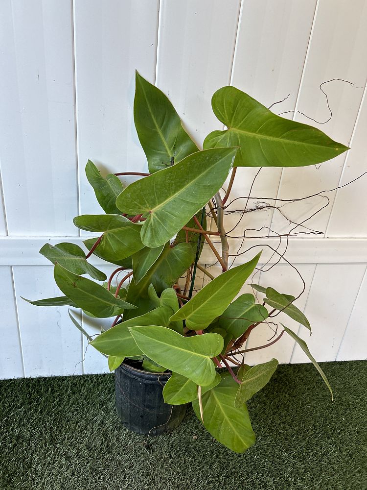 Philodendron ‘Emerald Red’ | PlantVine