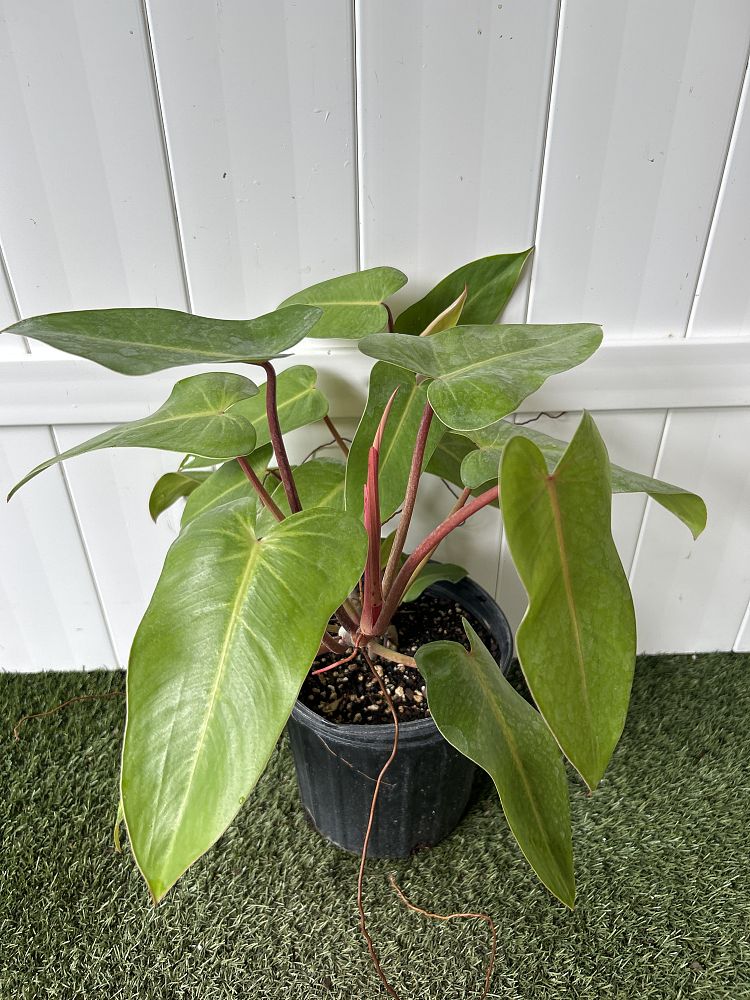 Philodendron ‘Emerald Red’ | PlantVine