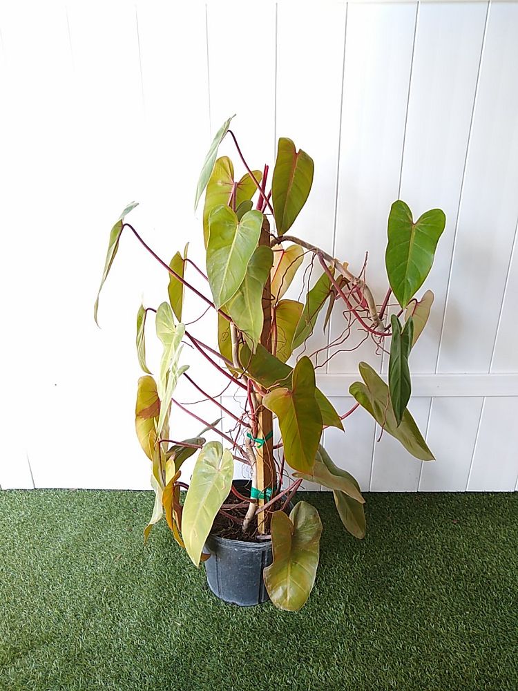 Philodendron ‘Emerald Red’ | PlantVine