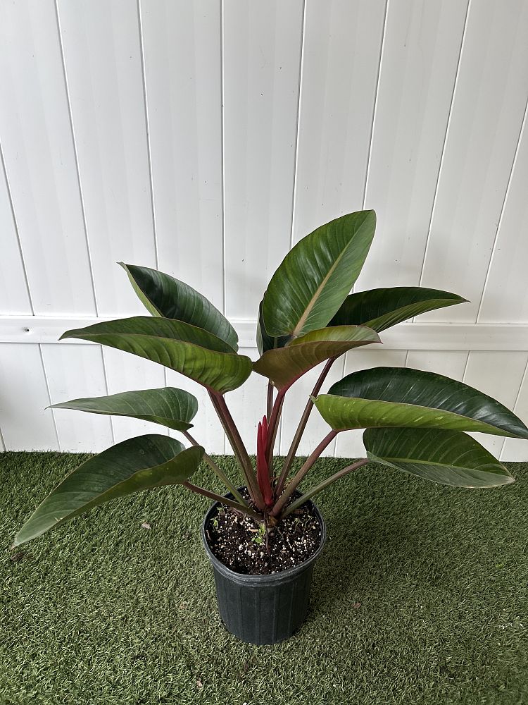Red Congo Philodendron | PlantVine