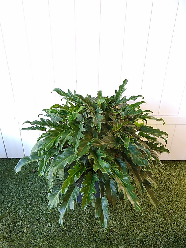Philodendron ‘Xanadu’ | PlantVine