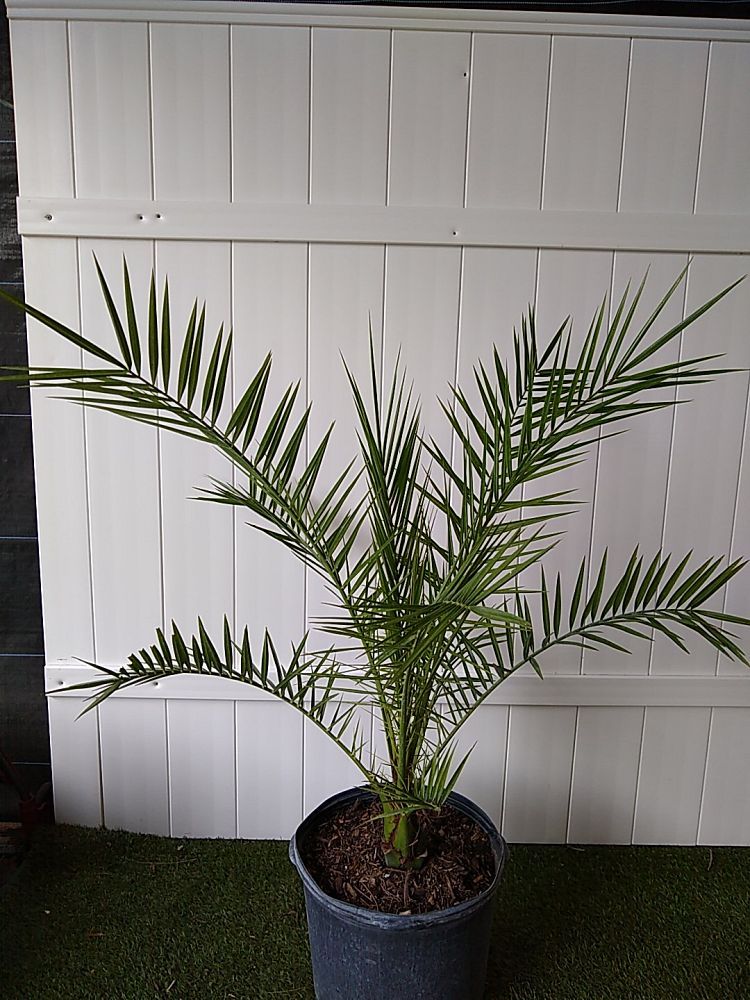 Canary Island Date Palm | PlantVine