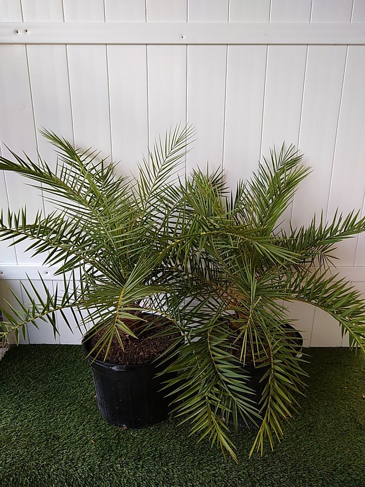 Buy Sylvester Date Palm Online | Phoenix Sylvestris Plant