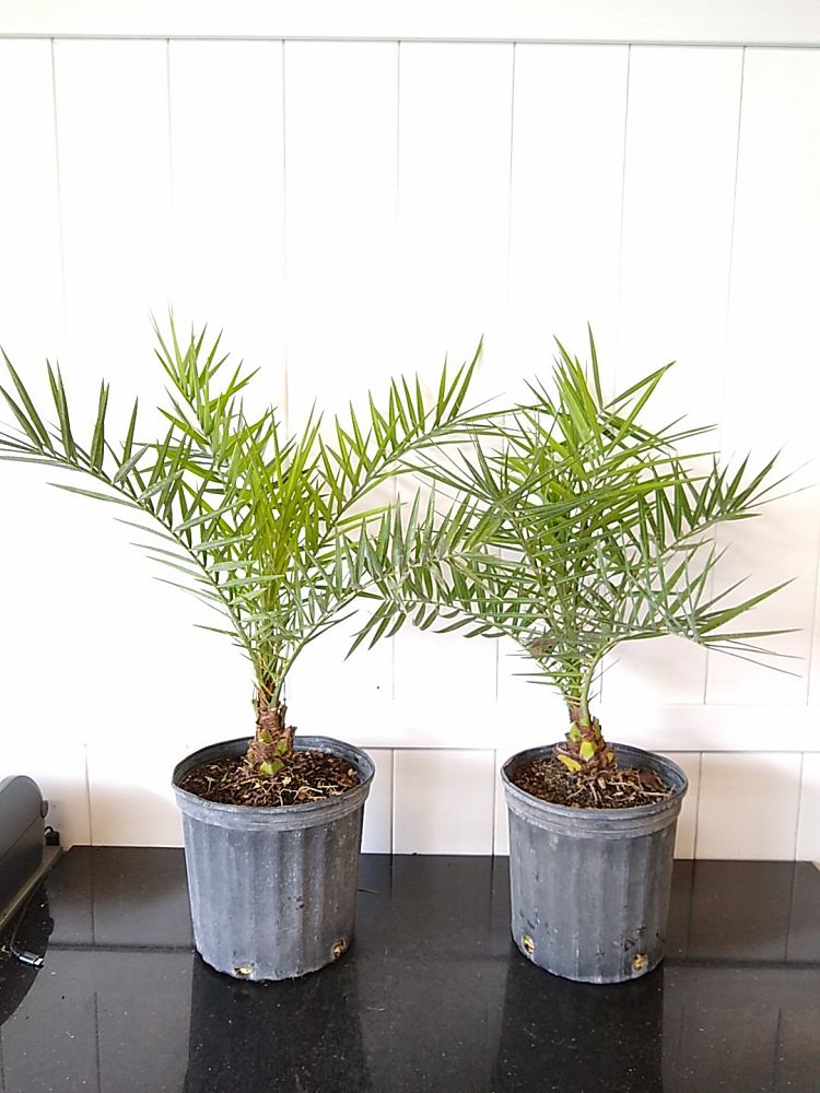 Buy Sylvester Date Palm Online | Phoenix Sylvestris Plant
