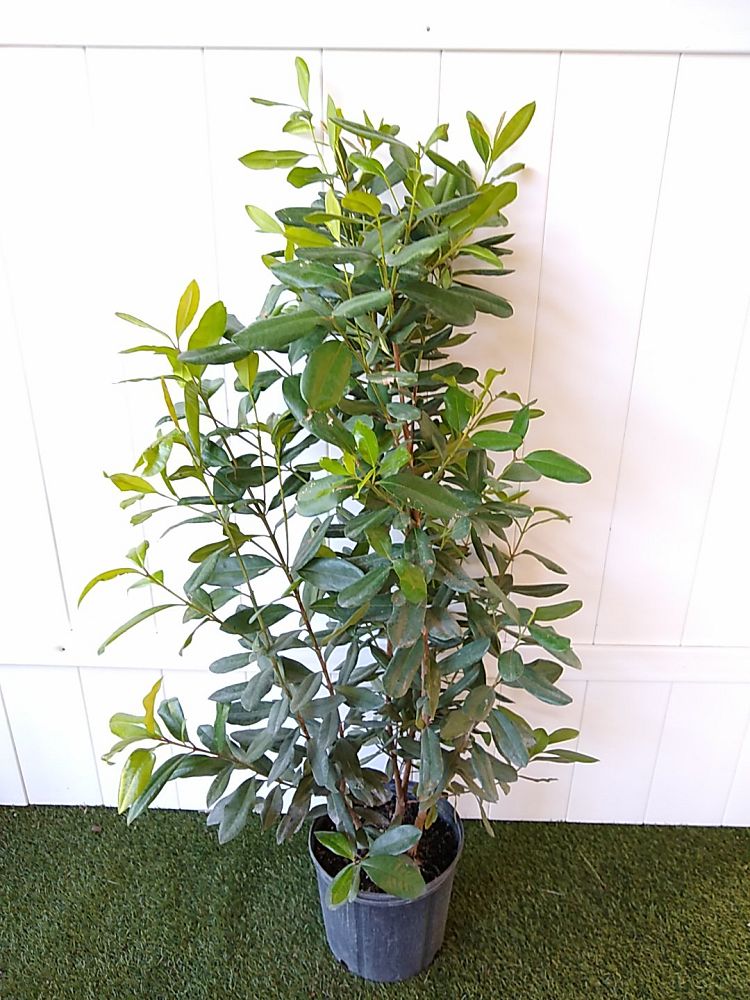 Pimenta racemosa, Bay Rum | PlantVine