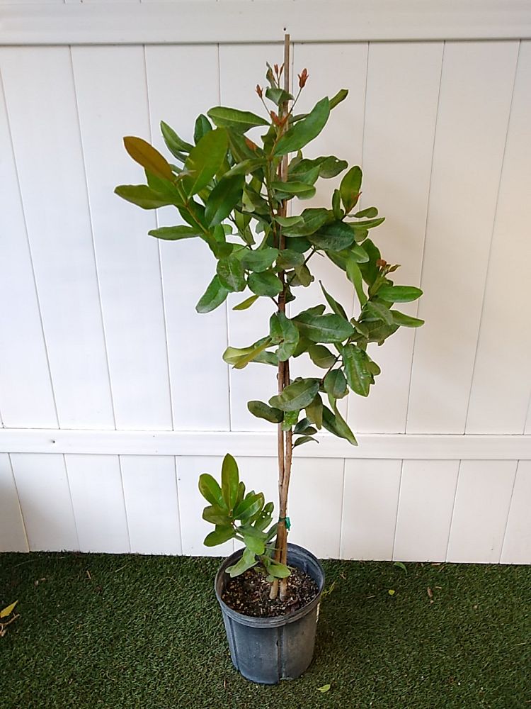 Pimenta racemosa, Bay Rum | PlantVine