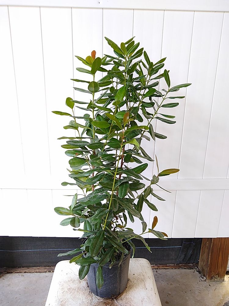 Pimenta racemosa, Bay Rum | PlantVine