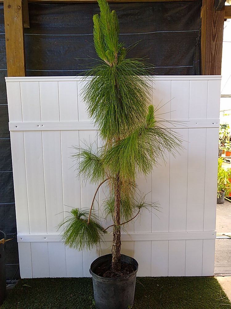 Slash Pine | PlantVine