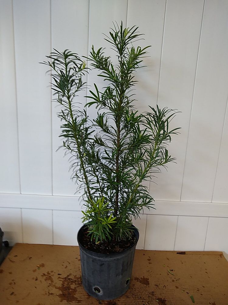 Podocarpus macrophyllus ‘Maki’, Japanese Yew | PlantVine
