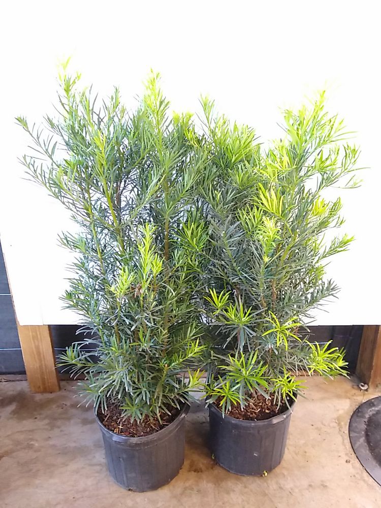 Podocarpus macrophyllus ‘Maki’, Japanese Yew | PlantVine