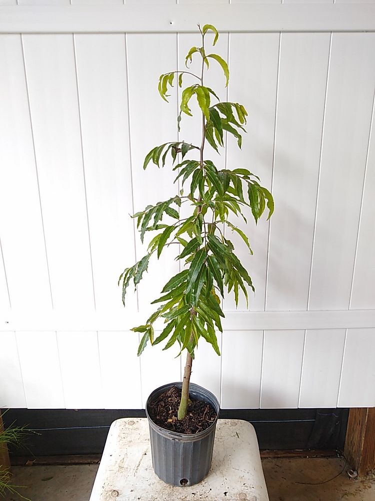 Polyalthia longifolia pendula, Mast Tree, False Ashoka Tree, Sorrowless ...