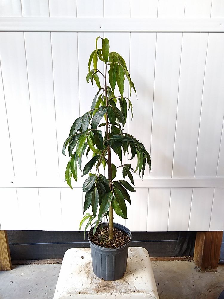 Polyalthia longifolia pendula, Mast Tree, False Ashoka Tree, Sorrowless ...