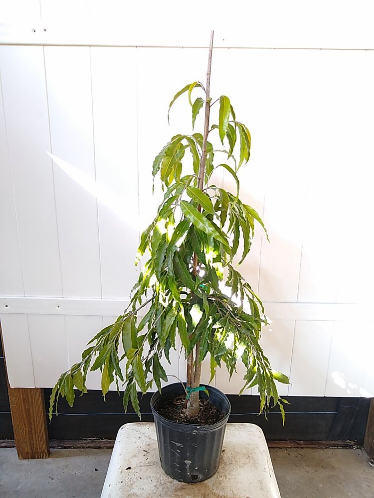 Polyalthia longifolia pendula, Mast Tree, False Ashoka Tree, Sorrowless ...