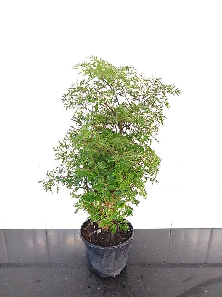 Polyscias fruticosa, Ming aralia | PlantVine