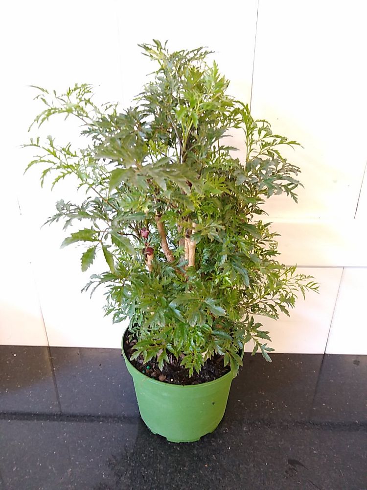 Polyscias fruticosa, Ming aralia | PlantVine