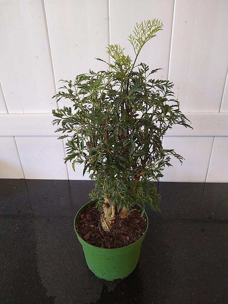 Polyscias fruticosa, Ming aralia | PlantVine