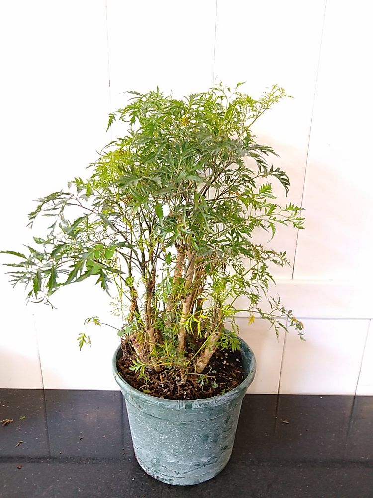 Polyscias fruticosa, Ming aralia | PlantVine