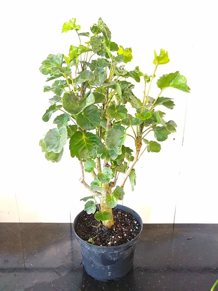 Aralia ‘Balfour’ | PlantVine