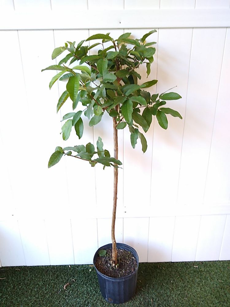 Ruby Red Guava Fruit Tree | PlantVine