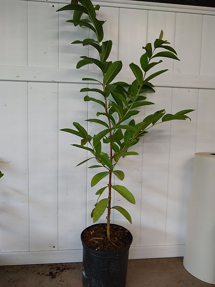 Ruby Red Guava Fruit Tree | PlantVine