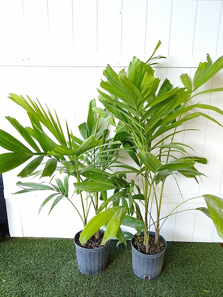 Ptychosperma elegans, Alexander Palm, Solitaire Palm | PlantVine