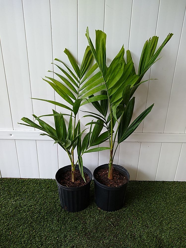 Ptychosperma elegans, Alexander Palm, Solitaire Palm | PlantVine