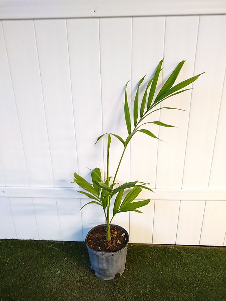 Alexander Palm | PlantVine