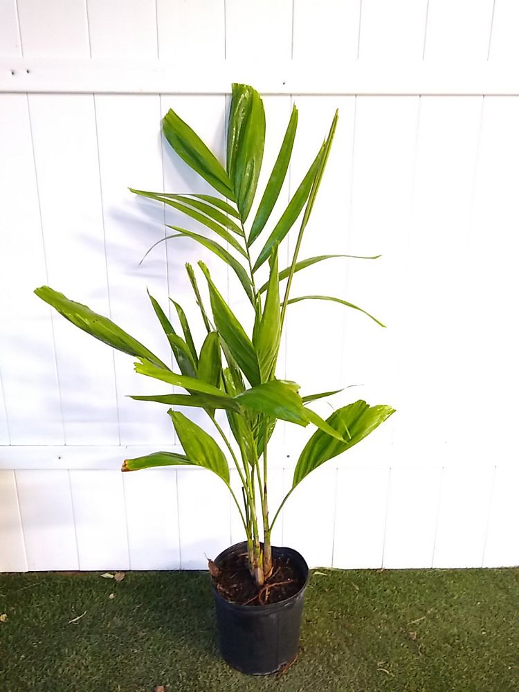 Alexander Palm | PlantVine