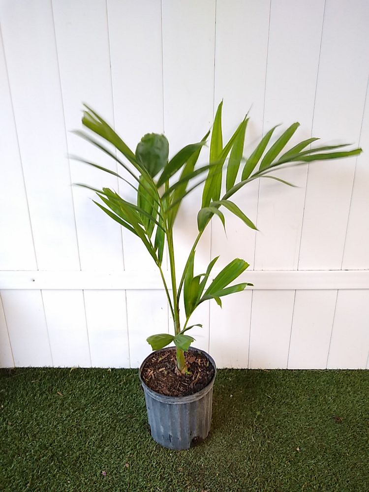 Alexander Palm | PlantVine