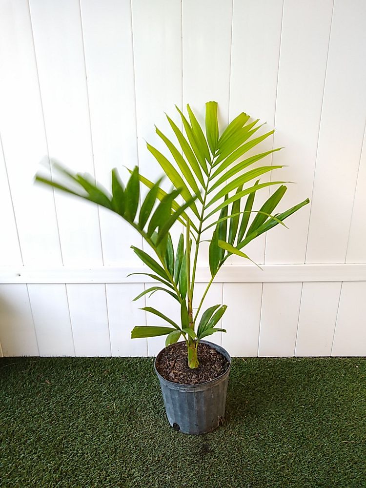 Alexander Palm | PlantVine