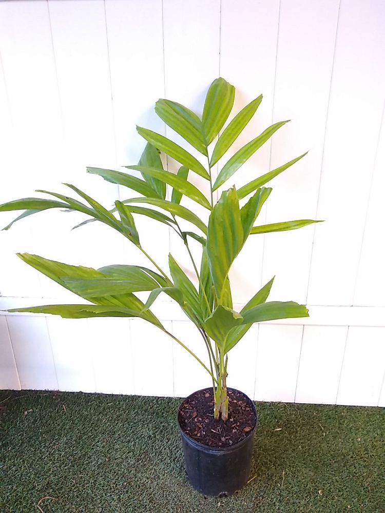 Alexander Palm | PlantVine