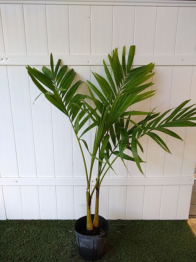 Alexander Palm | PlantVine