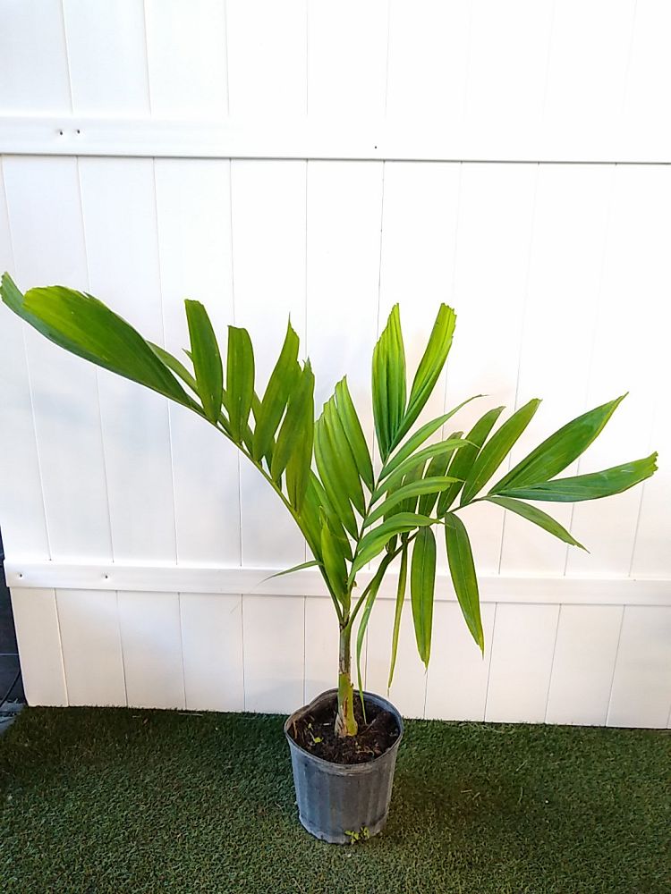 Alexander Palm | PlantVine