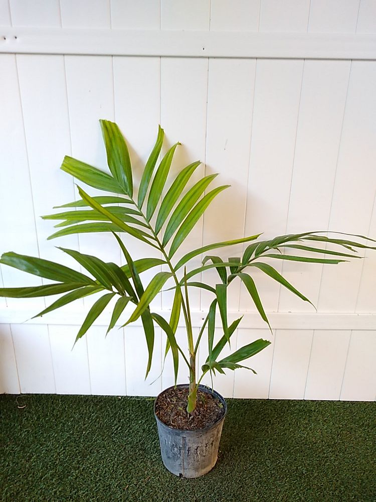 Alexander Palm | PlantVine