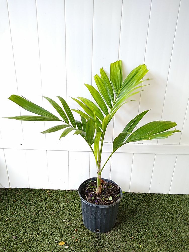 Alexander Palm | PlantVine