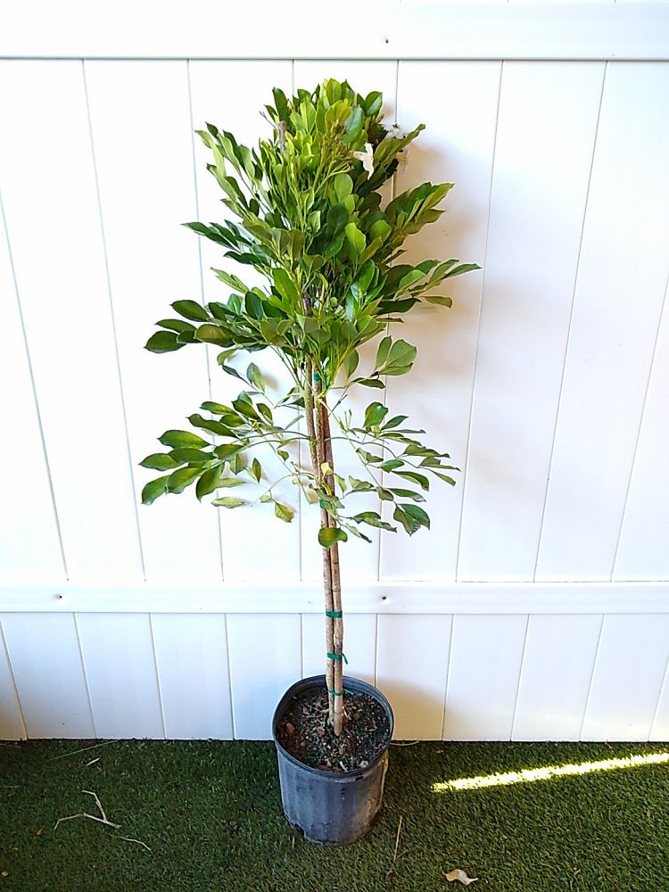 Radermachera ‘Kunming’, Dwarf Tree Jasmine, Peep Thong | PlantVine