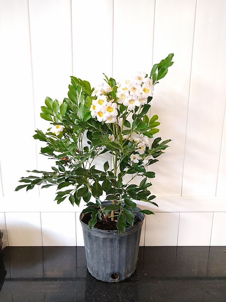 Radermachera ‘Kunming’, Dwarf Tree Jasmine, Peep Thong | PlantVine