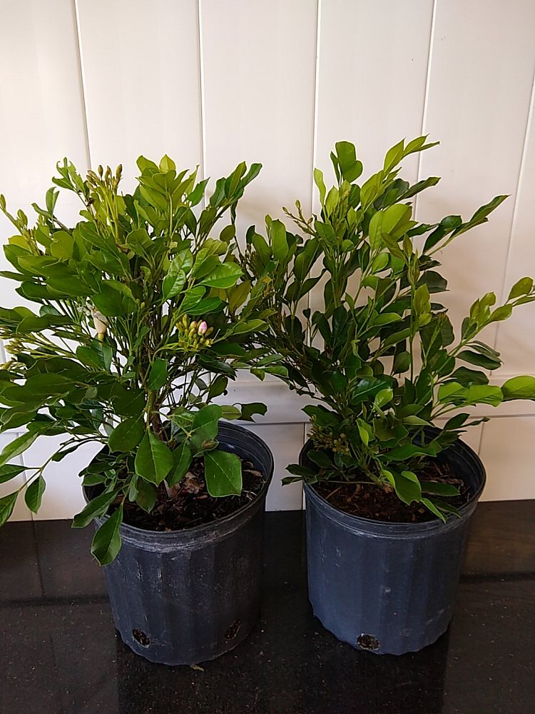 Radermachera ‘Kunming’, Dwarf Tree Jasmine, Peep Thong | PlantVine