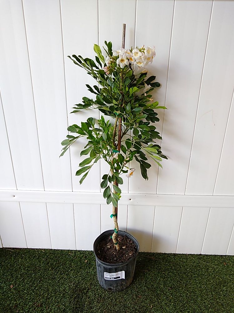 Radermachera ‘Kunming’, Dwarf Tree Jasmine, Peep Thong | PlantVine