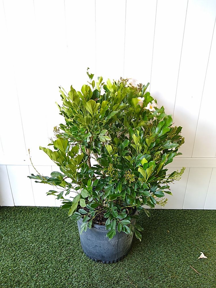 Radermachera ‘Kunming’, Dwarf Tree Jasmine, Peep Thong | PlantVine