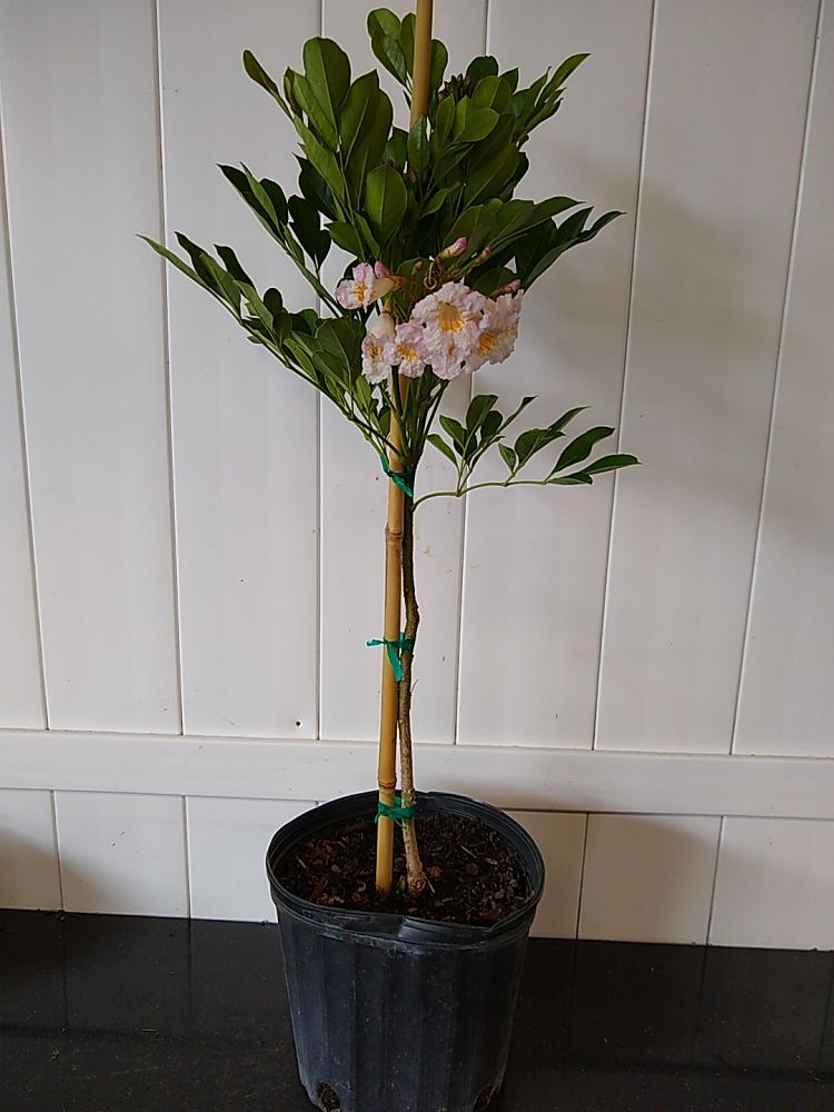 Radermachera ‘Kunming’, Dwarf Tree Jasmine, Peep Thong | PlantVine