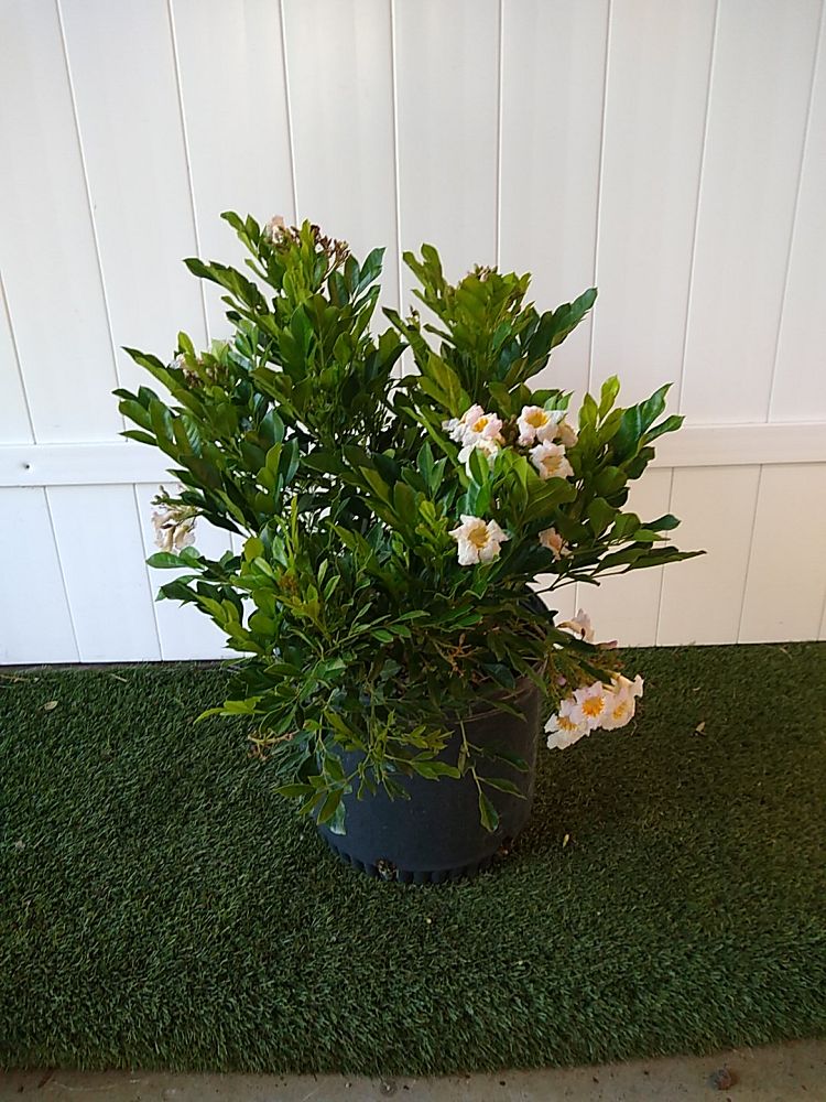 Dwarf Tree Jasmine | PlantVine