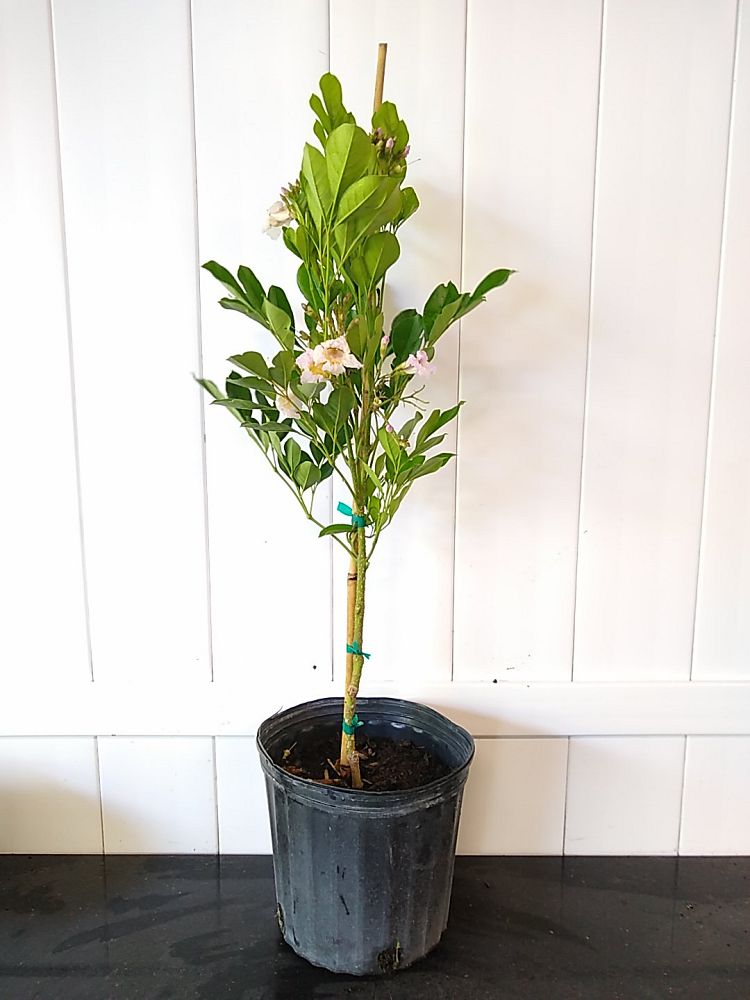 Dwarf Tree Jasmine | PlantVine