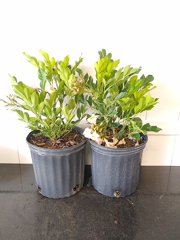 Dwarf Tree Jasmine | PlantVine