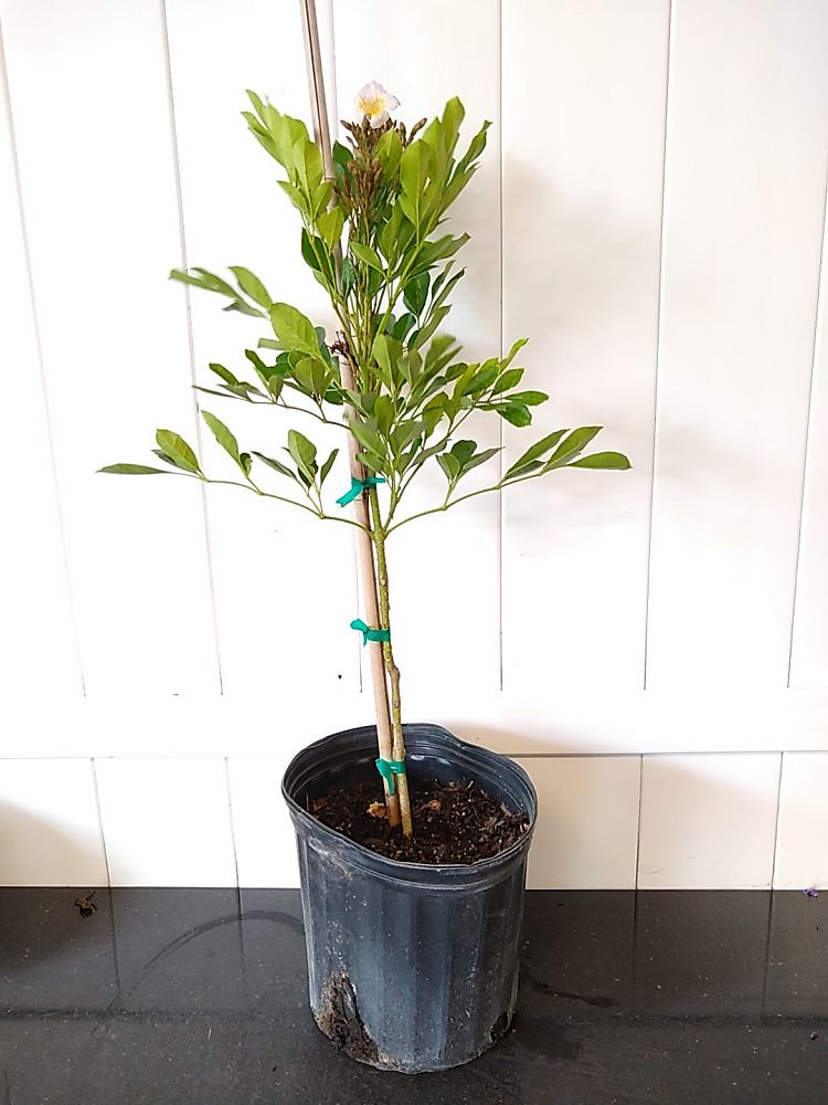 Dwarf Tree Jasmine | PlantVine
